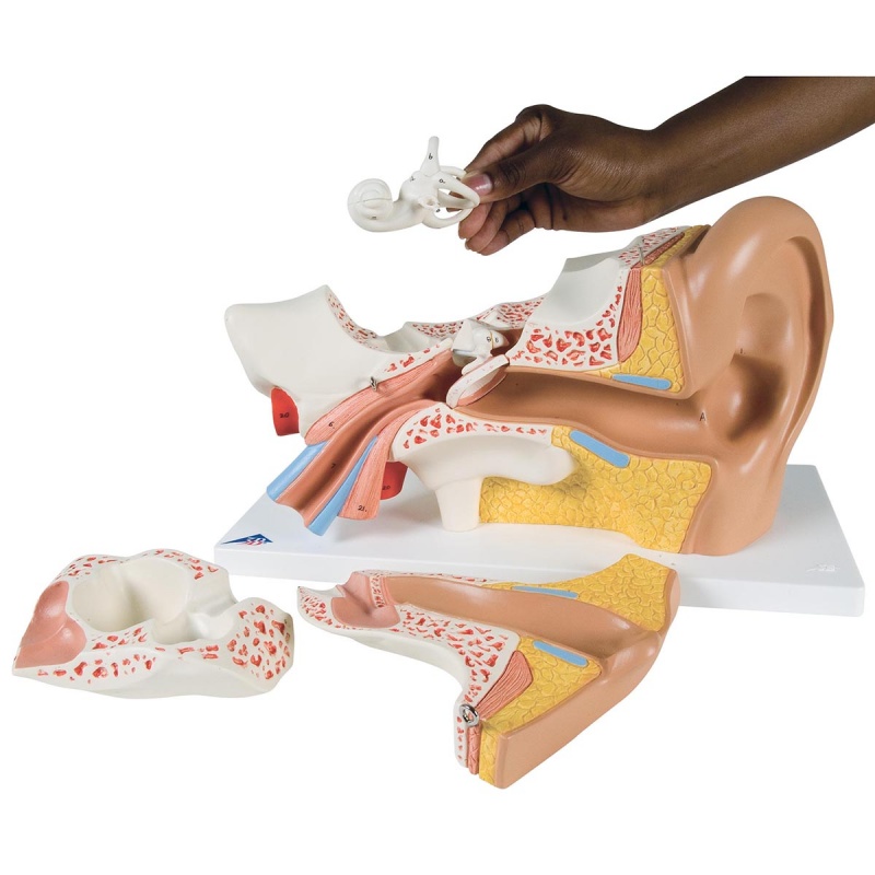 Giant Ear Model, 3 Times Full-Size (6-Part) - LabWorld.co.uk